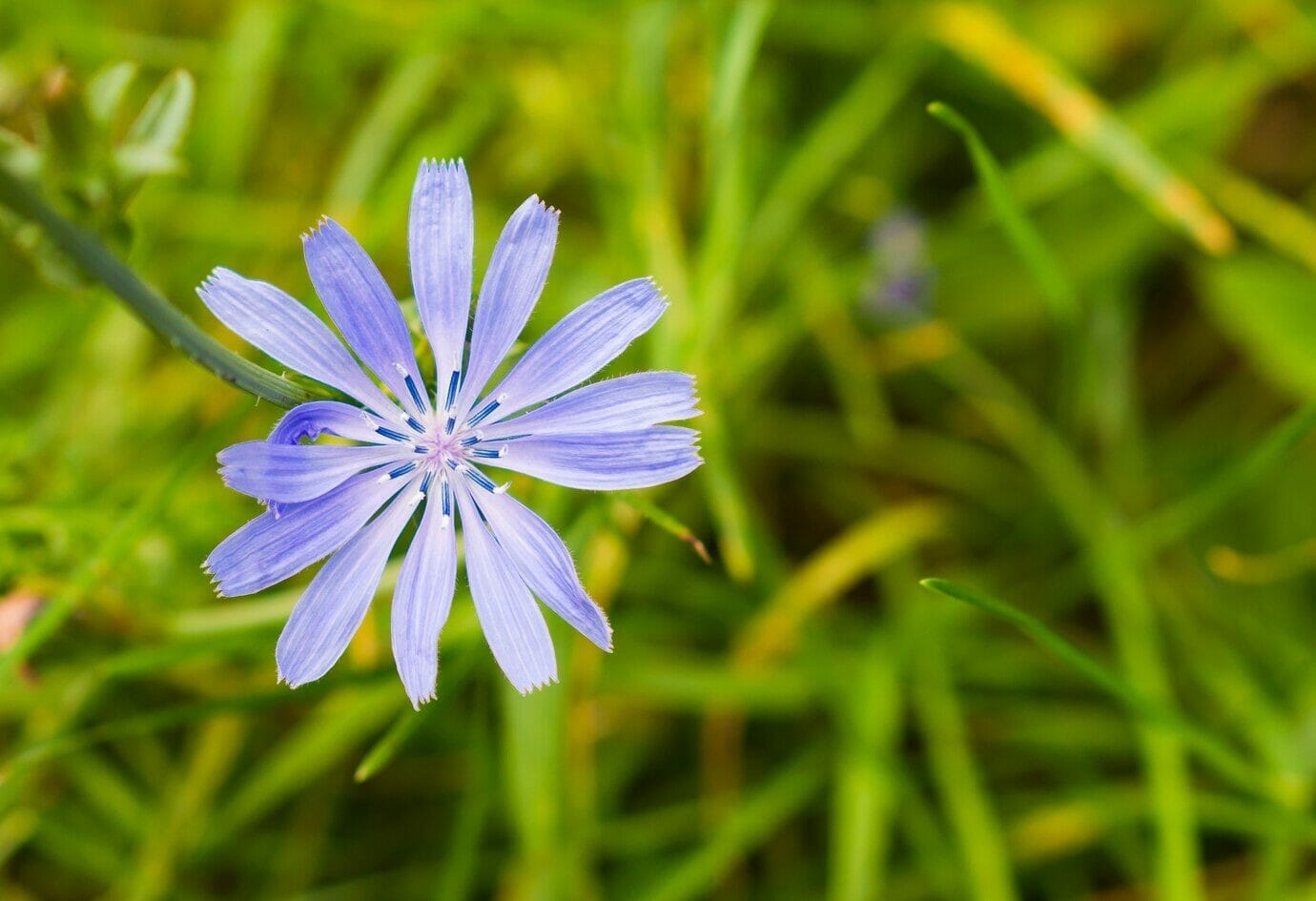 Chicory Root Health Benefits: What Is Chicory Root Good For?